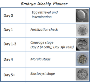 Grade C (poor quality) embryo success rates | Remembryo
