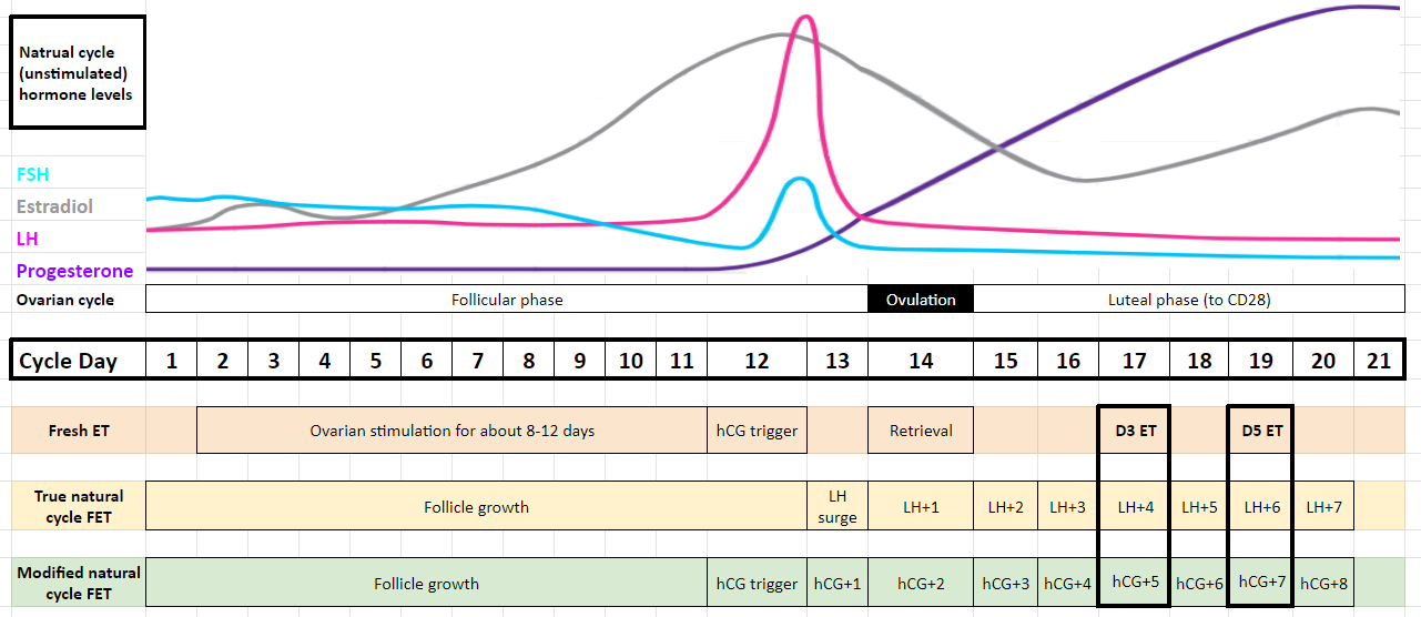 Comparing frozen embryo transfer/FET protocols | Remembryo