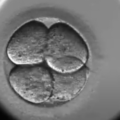 Embryo Gallery | Remembryo