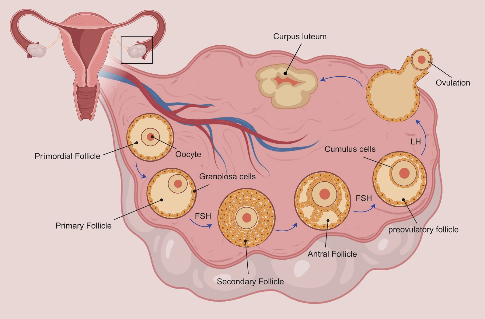 Egg Quality in IVF: What It Means, What Affects It, and What Helps